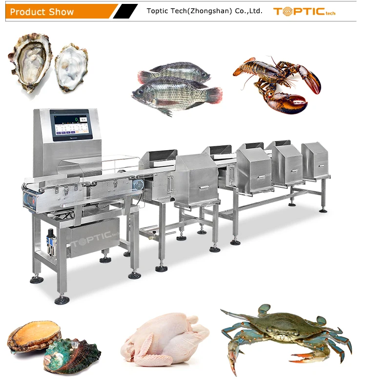 Automatic Whole Chicken and Lobster Fish Sorting Grading Machine Fish ...