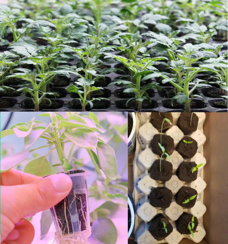 Garden Grow Sponges - Efficient Starter Plugs for Seeds