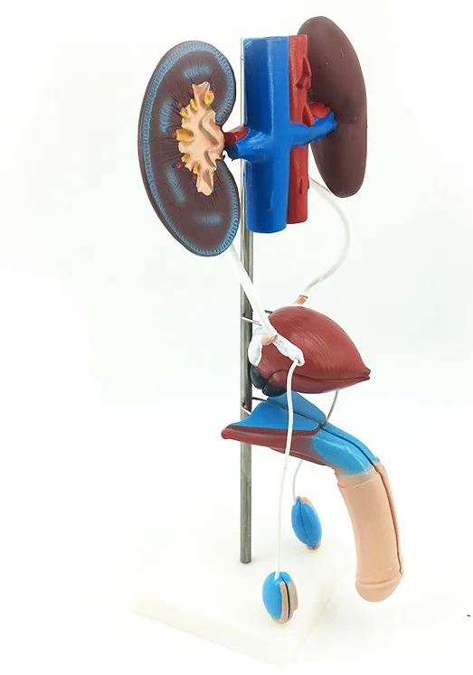 Male & Female Anatomical Model Of Human Genitourinary System Anatomical ...