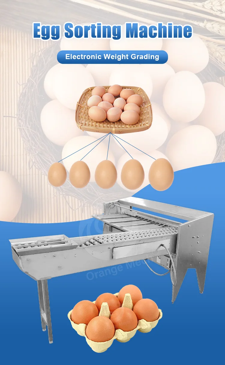 Automatic Conveyor Grader Egg Sorter by Weight Egg Sorting Machine ...