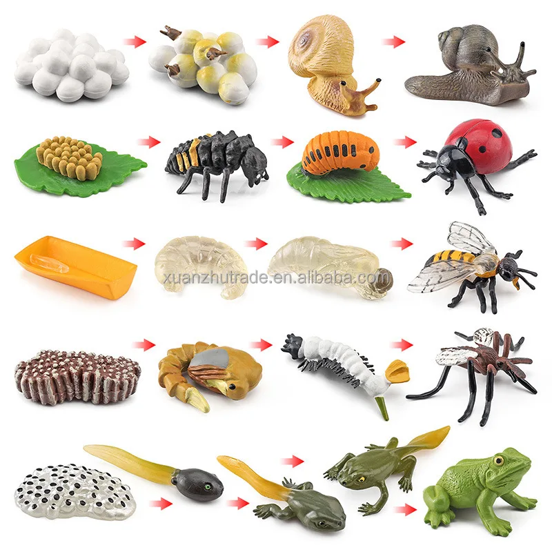 Life Cycle Toys Animal Figurines Teaching Aids Kids Montessori Toys ...