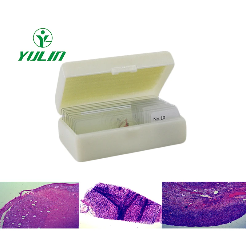 Intelligent Biological Tissue Dehydrator - YULIN Lab Equipment