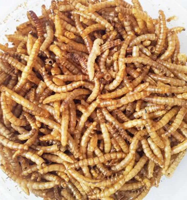 Dried Black Soldier Flies Larva Maggots Insects High Protein Dried ...