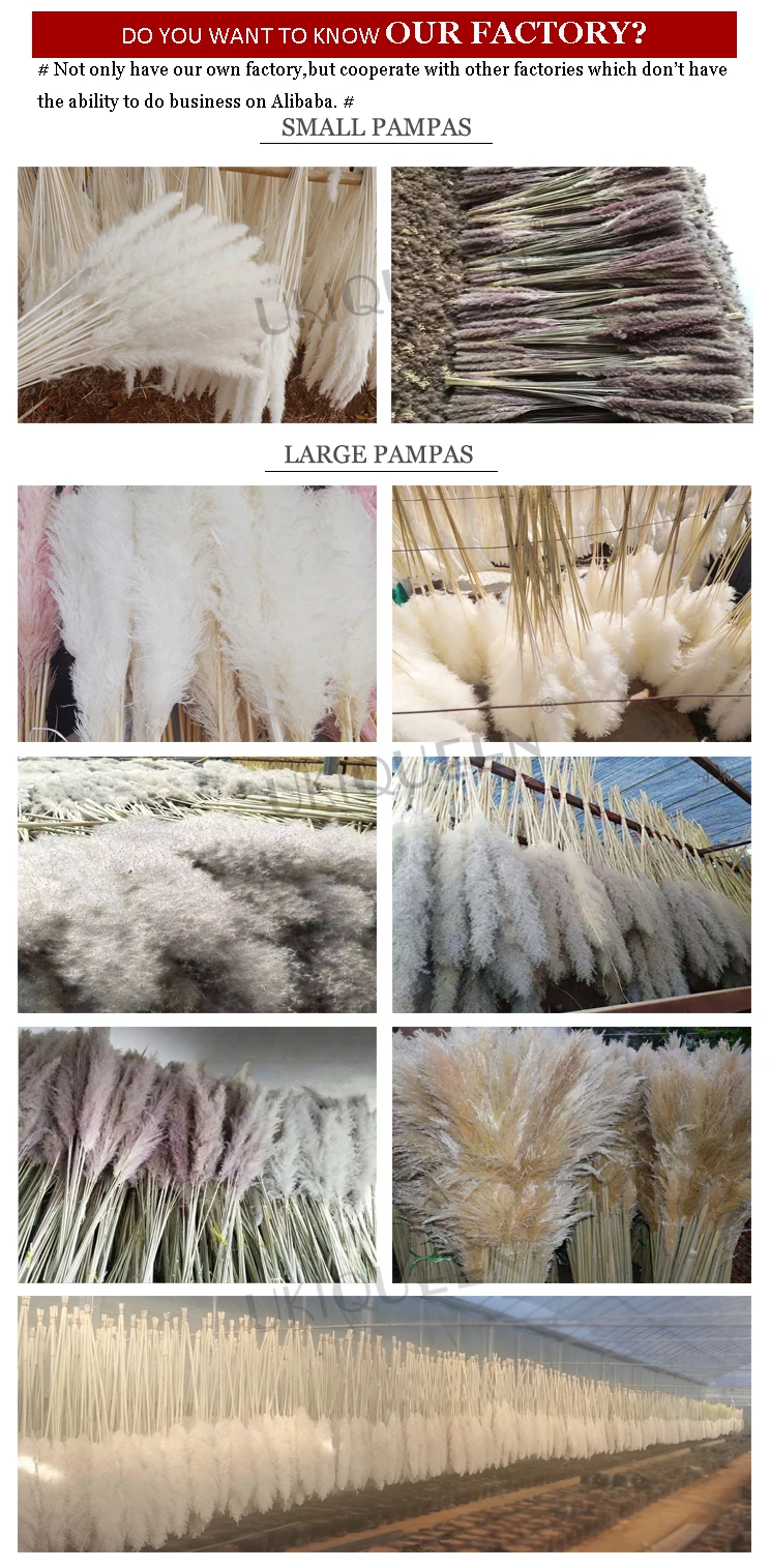 Fluffy Small Pompa Pamps Grass Decor Natural Pampus Plume Panpas Grass ...
