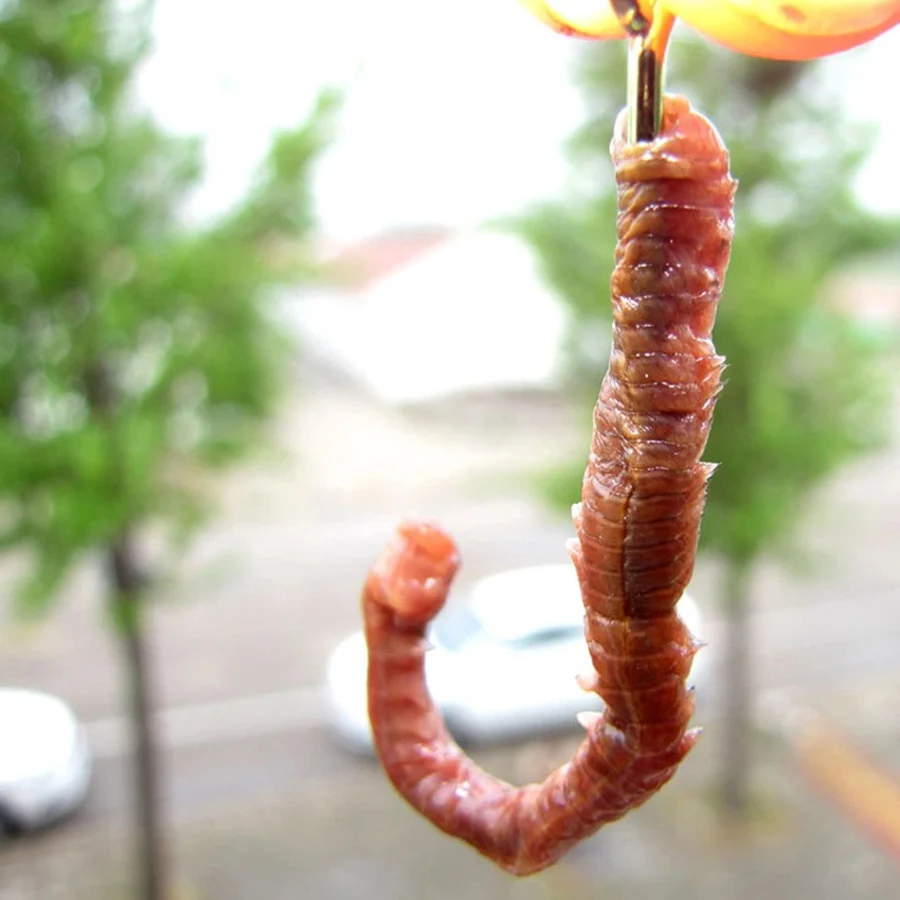Fresh Live Blood Worm Fishing Bait Green Worm Living Lugworm Nereis ...
