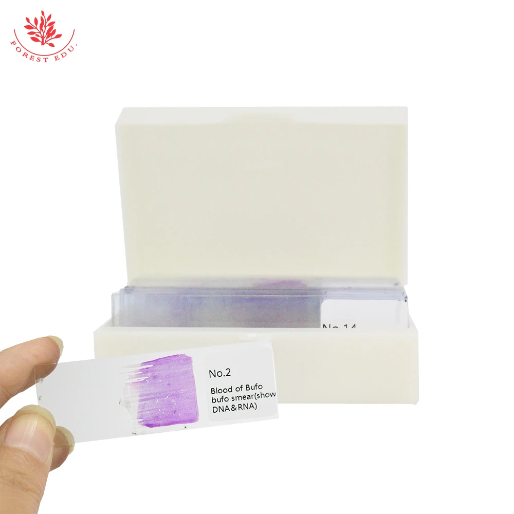 Teaching Resources And Educational Equipment School And Medical Hot ...