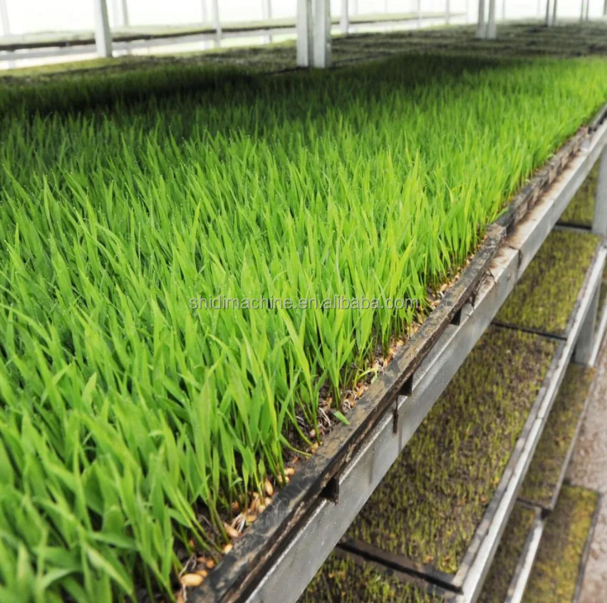 600x300mm 600x250mm Hard Plastic Rice Seedling Tray For Rice Paddy ...