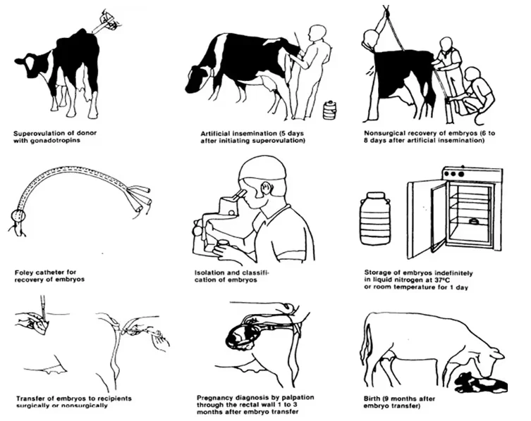 Disposable Plastic Artificial Insemination Catheter for Sow & Pig Semen ...