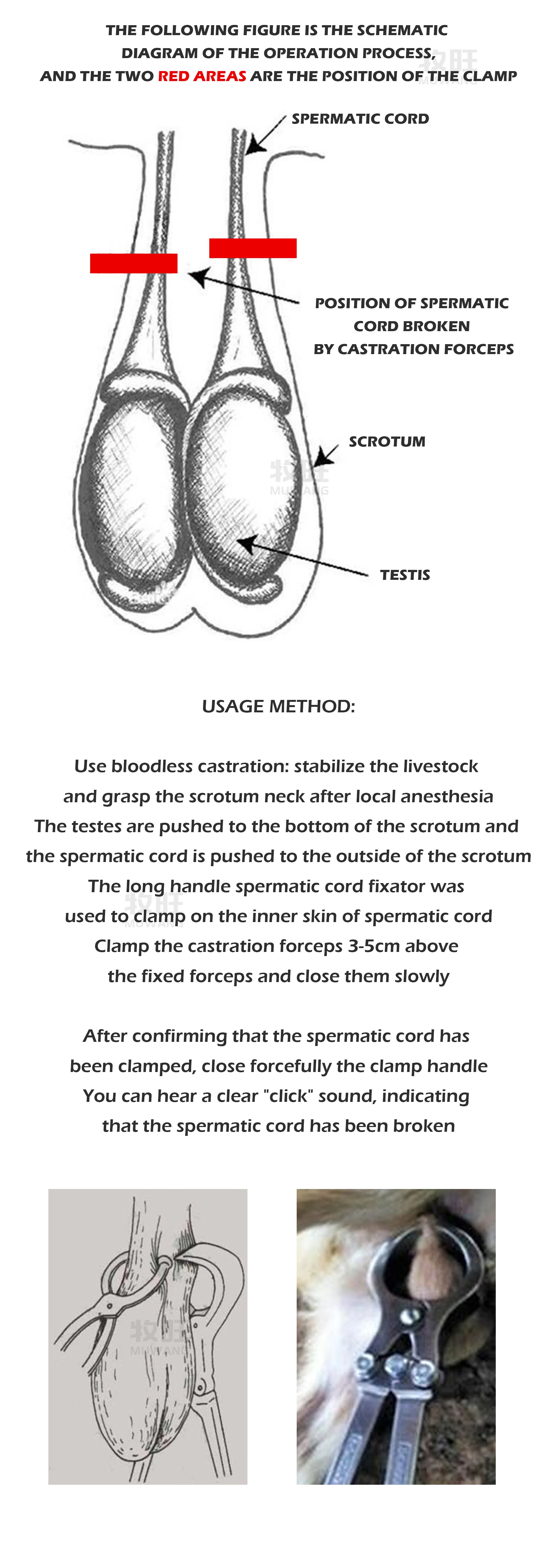 Wholesale Price Burdizzo Castrator for Veterinary Apparatus