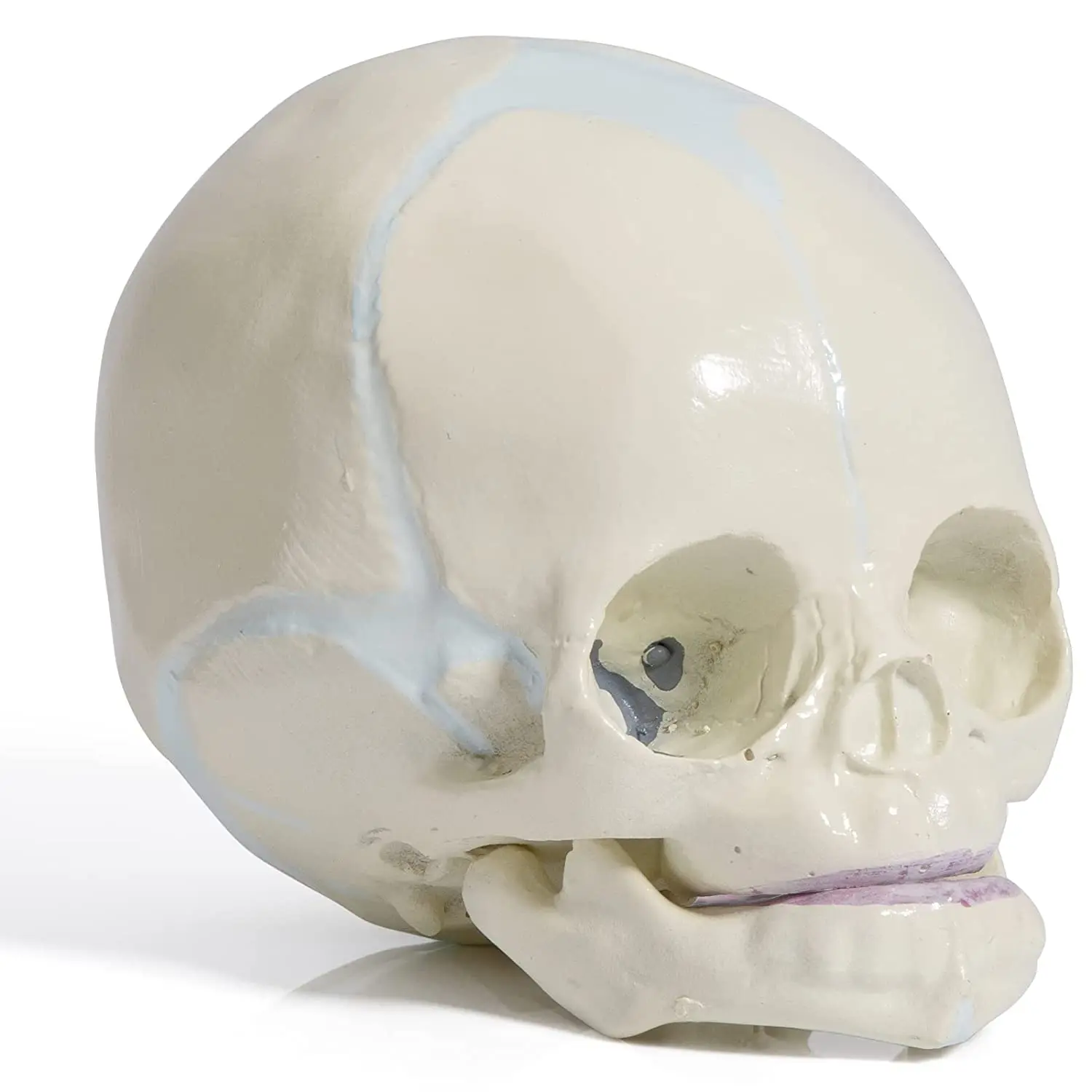 Human Fetal Skull Model - Detailed Anatomy for Medical Education