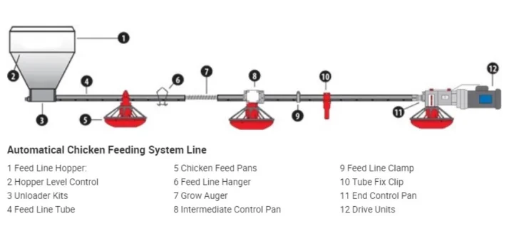 Efficient Chicken Feedings with MUHE Automatic Poultry Feeders