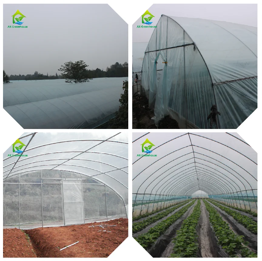 Agricultural Greenhouses - Efficient Snail Tunnel Solutions