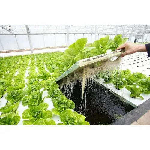 DWC Hydroponic Floating Raft Growing Bed for Vegetables