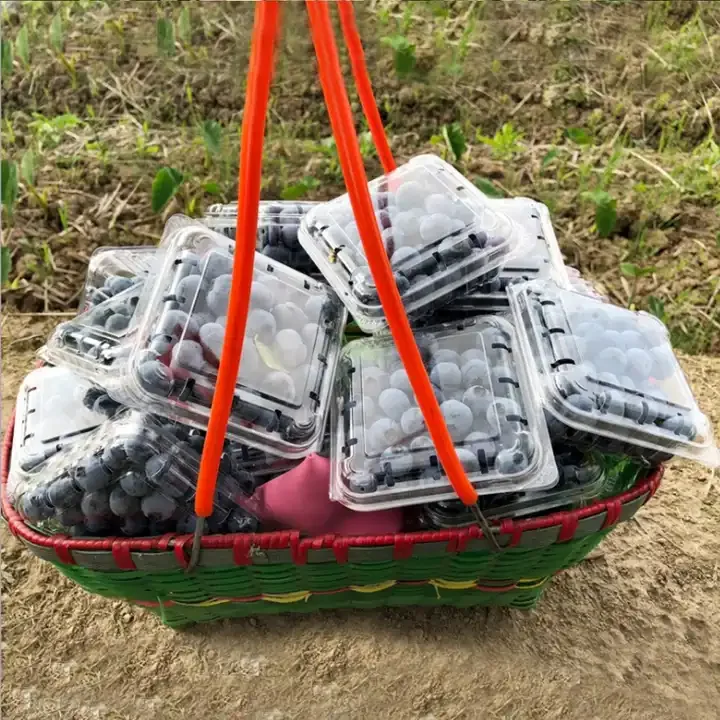 Custom Perforated Plastic Blueberry Clamshell Container Pet Fresh Fruit ...