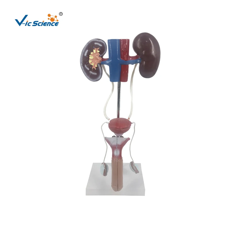 Male Urogenital System Model Anatomical Model Display Anatomical Model ...