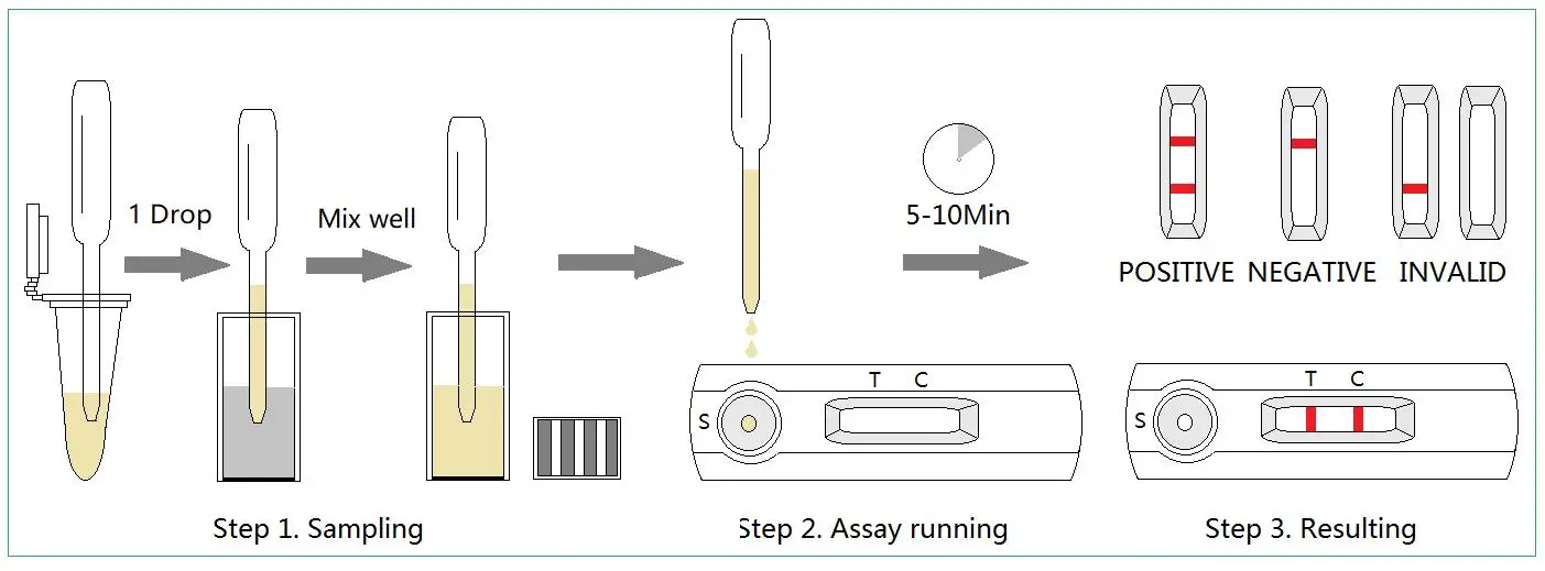 Canine Brucella ab Antibody Test Canis Brucellosis Rapid Test Kit ...