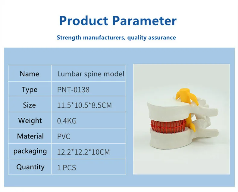 Lumbar Intervertebral Disc Spine Model Extrusion Simulation Spine Model ...