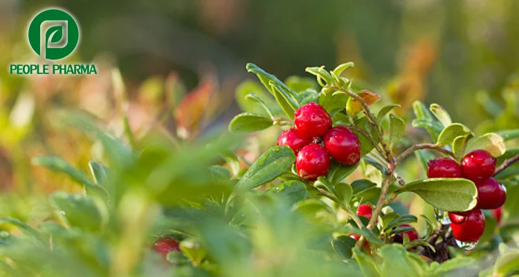 Cowberry Extract Powder Lingonberry Fruit Extract Cranberry Extract ...