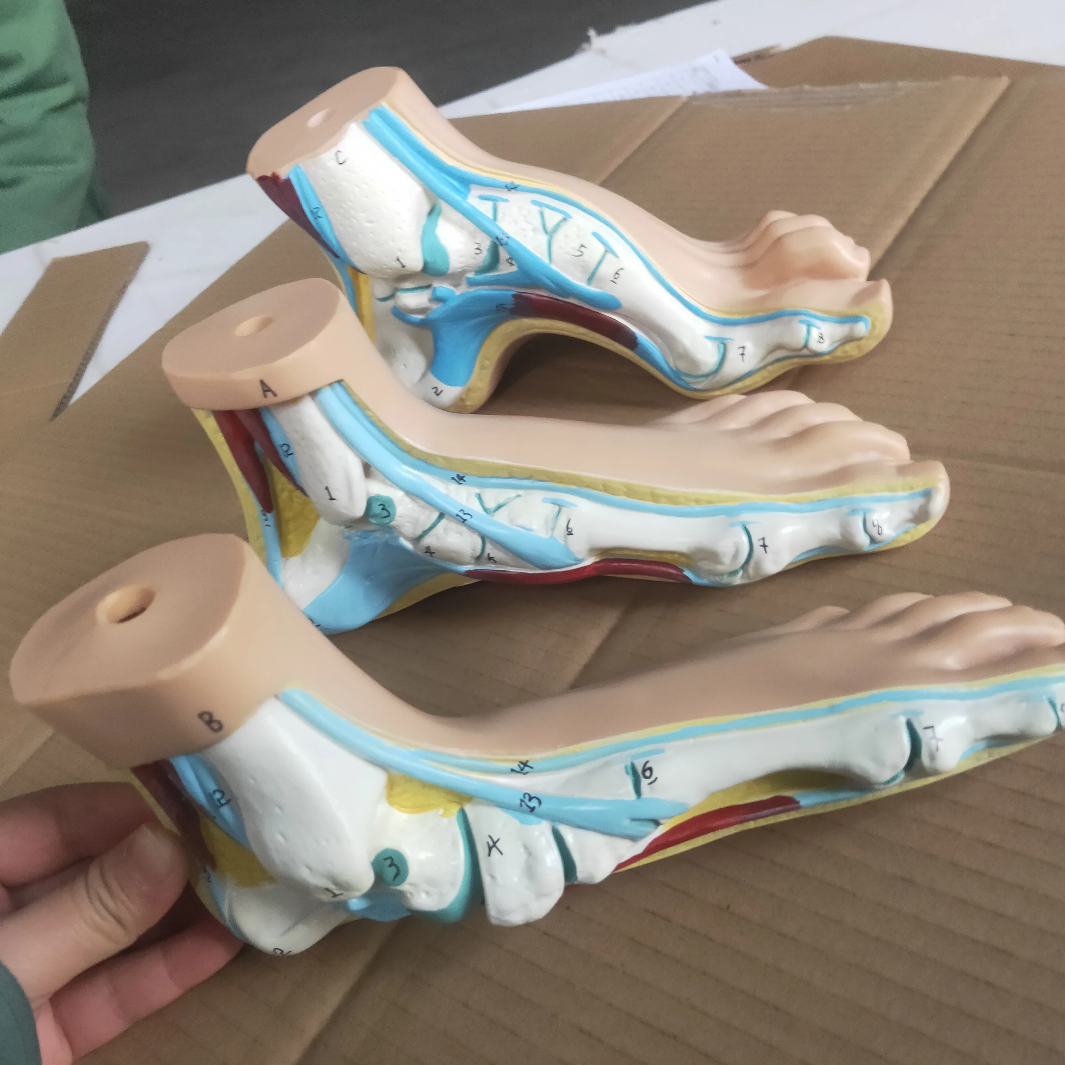 Alibaba.com: 3pcs Human Foot Anatomy Model Set, Medical Teaching Foot ...