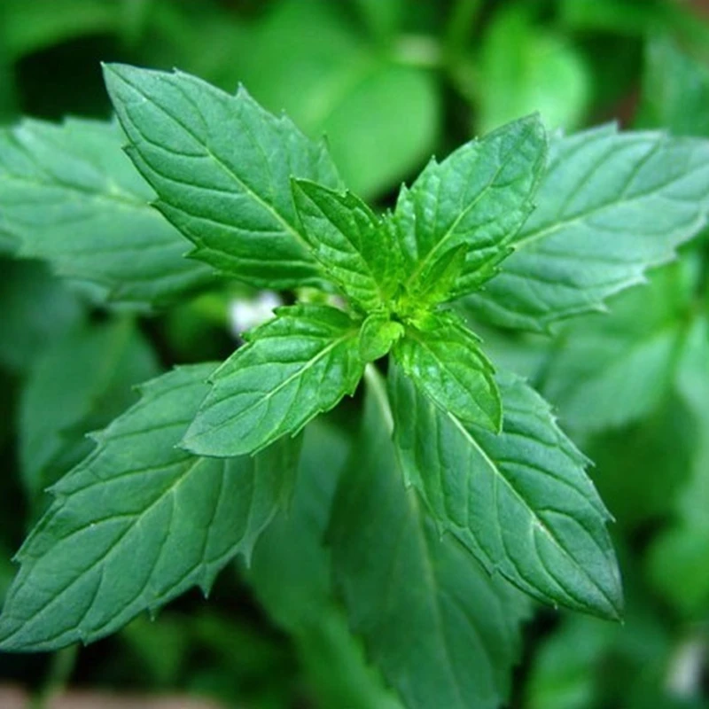 China Menthol Crystal Mint Fast Shipment Cas 89-78-1 Menthol Crystal 89 ...