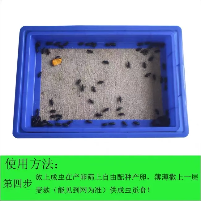 Large Scale Meal Worm Farm Frass Waste Pupa Holding Tray Worm Egg ...