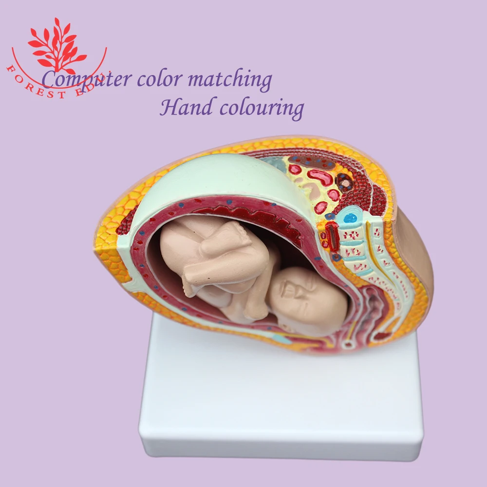 Female Anatomical Fetal Model Nine Months Pregnant Development 39-42 ...