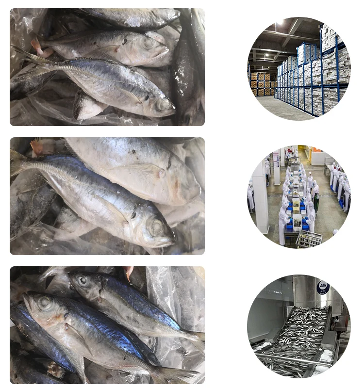 China Frozen Big Eye Scad Fish Suppliers, Factory - Wholesale Seafood ...