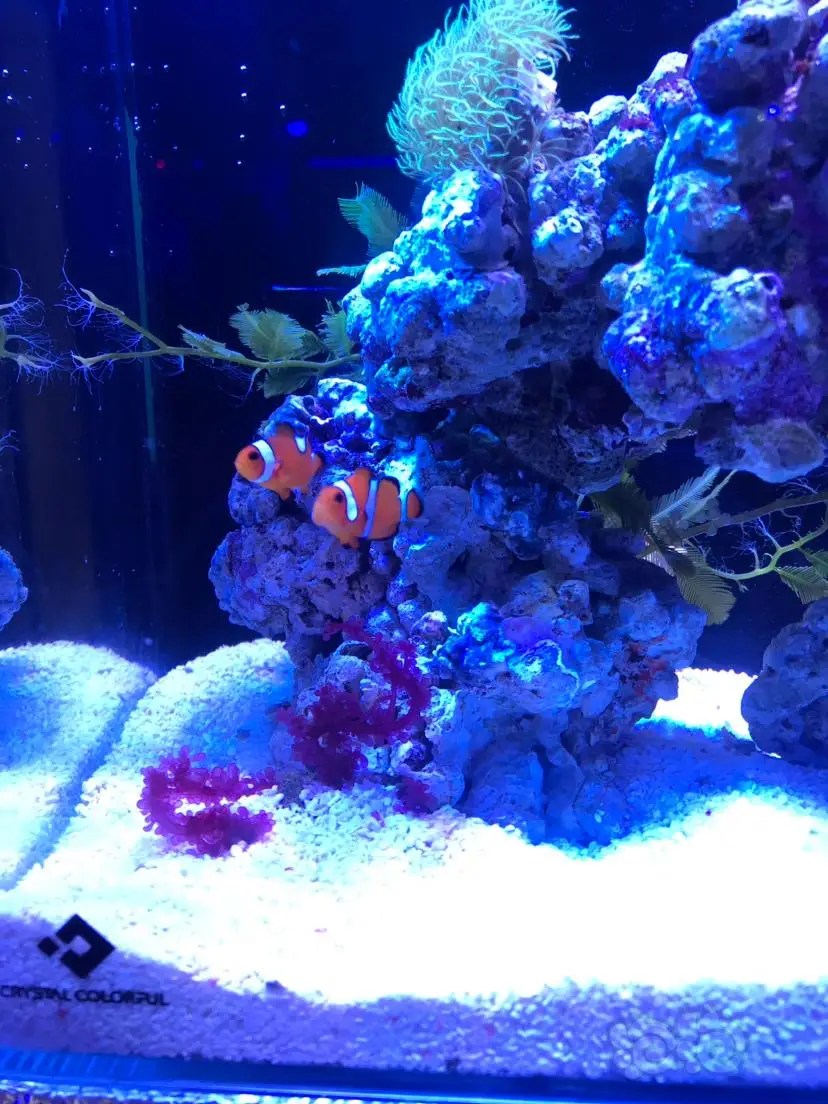 Dragonfish Special Aquarium Trichromatic Lighting Dragon Fish Lamps Red ...