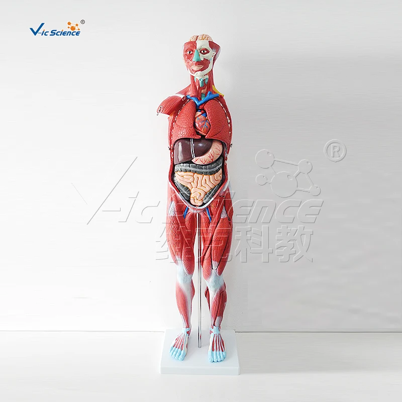 Human Body Anatomy Model 80cm Human Muscles Model Male (27 Parts ...