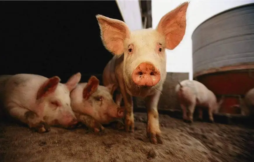 High Quality Pig Nutrients Maintains Gut Health Pig Feed Additive ...