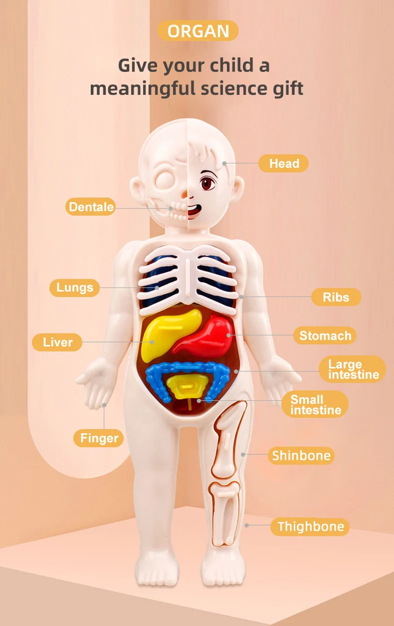 Samtoy 3D Educational Model - Human Anatomy Organ DIY