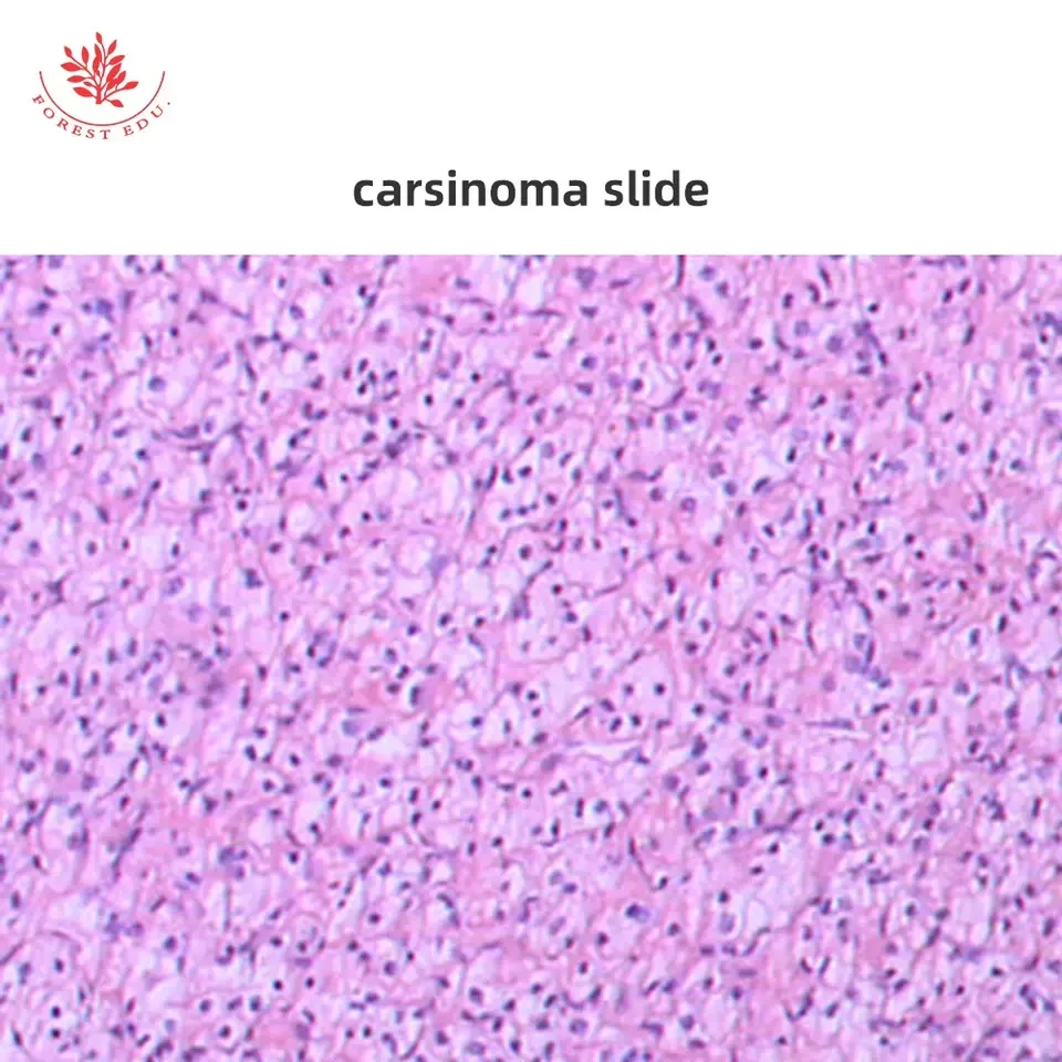 Human Histological Slides for University Connective Tissue Teaching