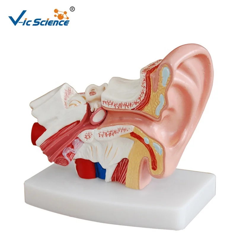 Desktop Ear Model Ear Anatomy Human Ear Model - Buy Hot Sell Ear ...