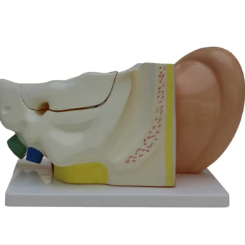 Manufacturer Direct Ear Auditory System Organ Model Pvc Biology ...