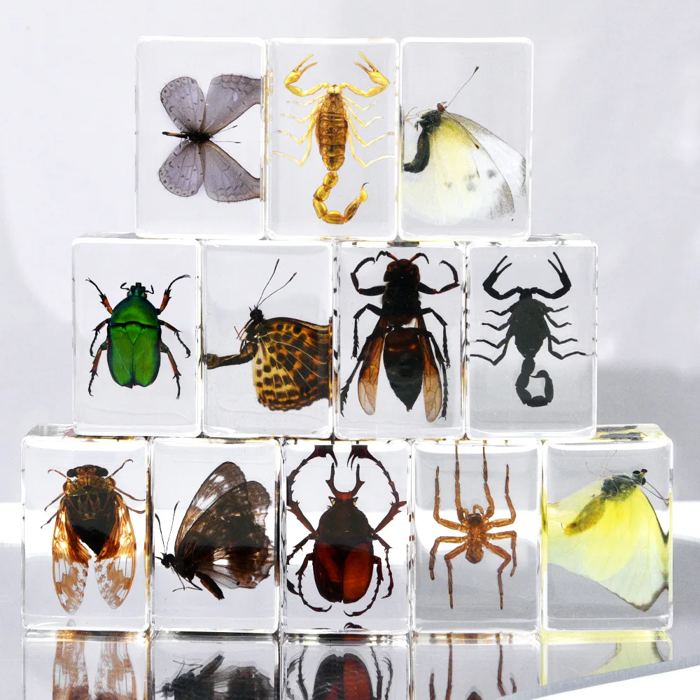 Bug Specimen Kit - Preserved Insects for Educational Display