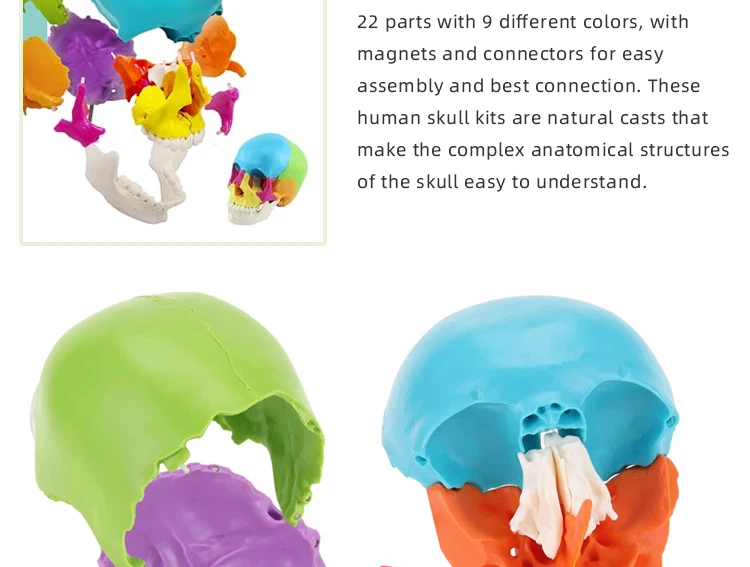 Anatomy Human Skull Model FRT025 Life Size Assembled 22 Parts Colorful ...