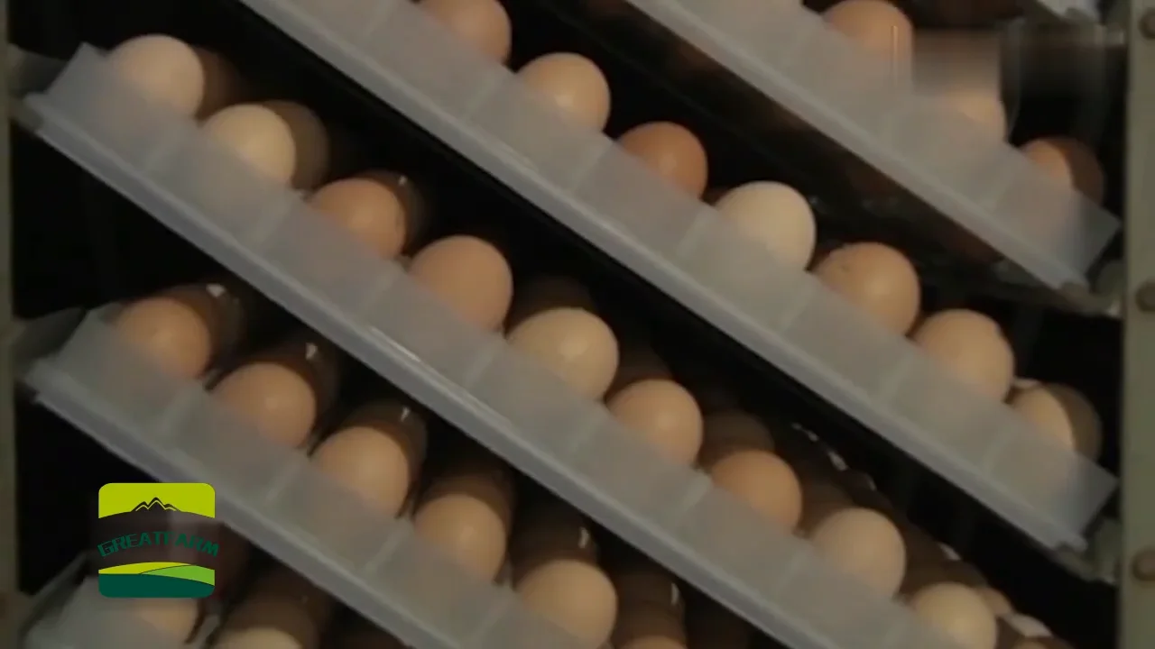 20000 Chicken Eggs Incubator Hatcher For Sale/poultry Incubator/egg ...