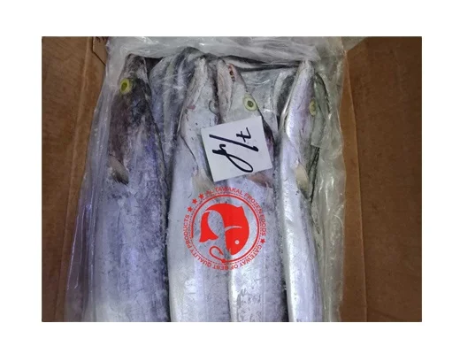 Ribbon Fish From Arabian Sea Ready For Export In Bulk Frozen High ...