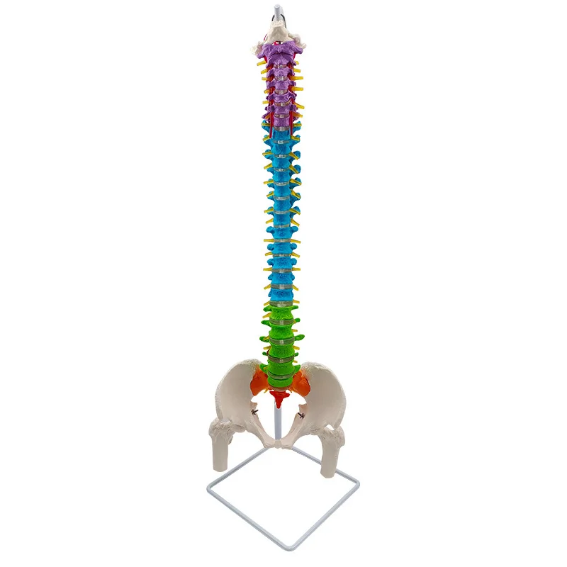Life Size Colorful Spine Anatomy Model With Pelvis And Femur Flexible ...