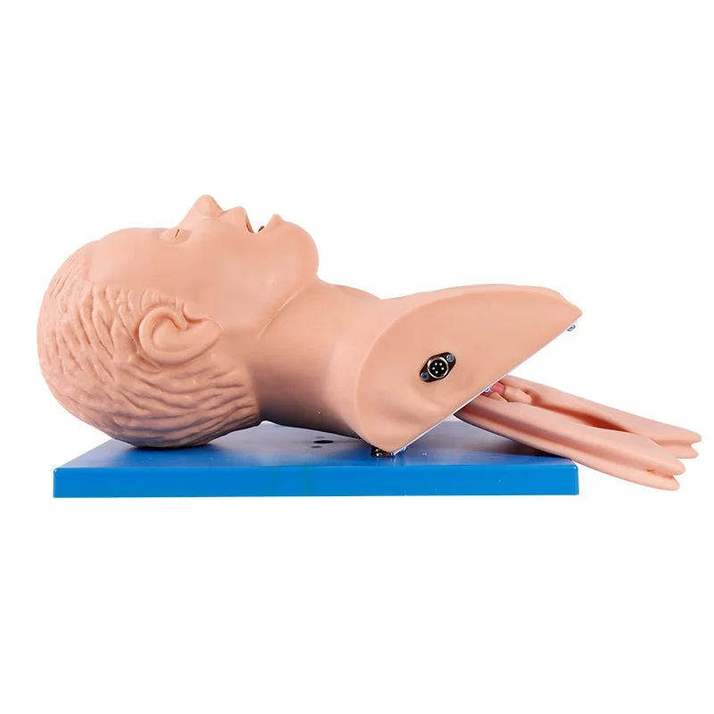 PVC Human Tracheal Intubation Model for Medical Science Training for ... PVC Human Tracheal Intubation Model for Medical Science Training for ...