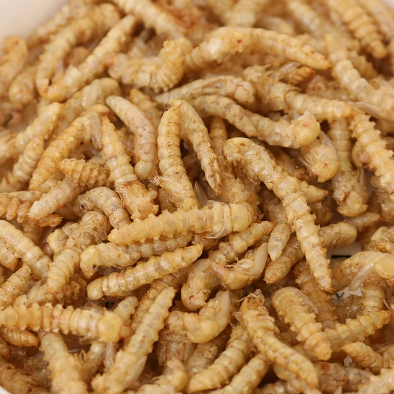 Dried Black Soldier Flies Larva Maggots Insects High Protein Dried ...