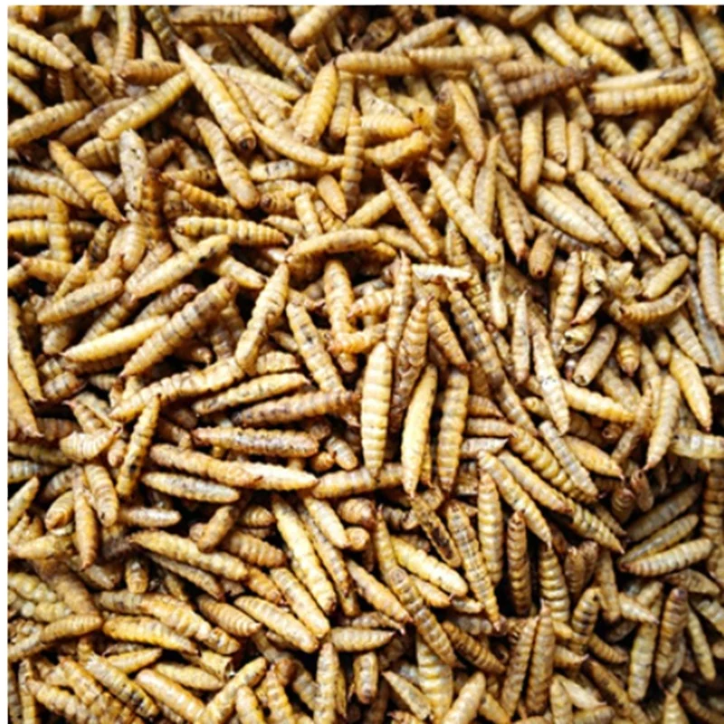 Dried Black Soldier Fly Larvae Bsf Insect Factory Wholesales Pet Food ...