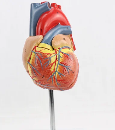 High Quality Life-Size Human Heart Anatomy Model for Medical Science ...