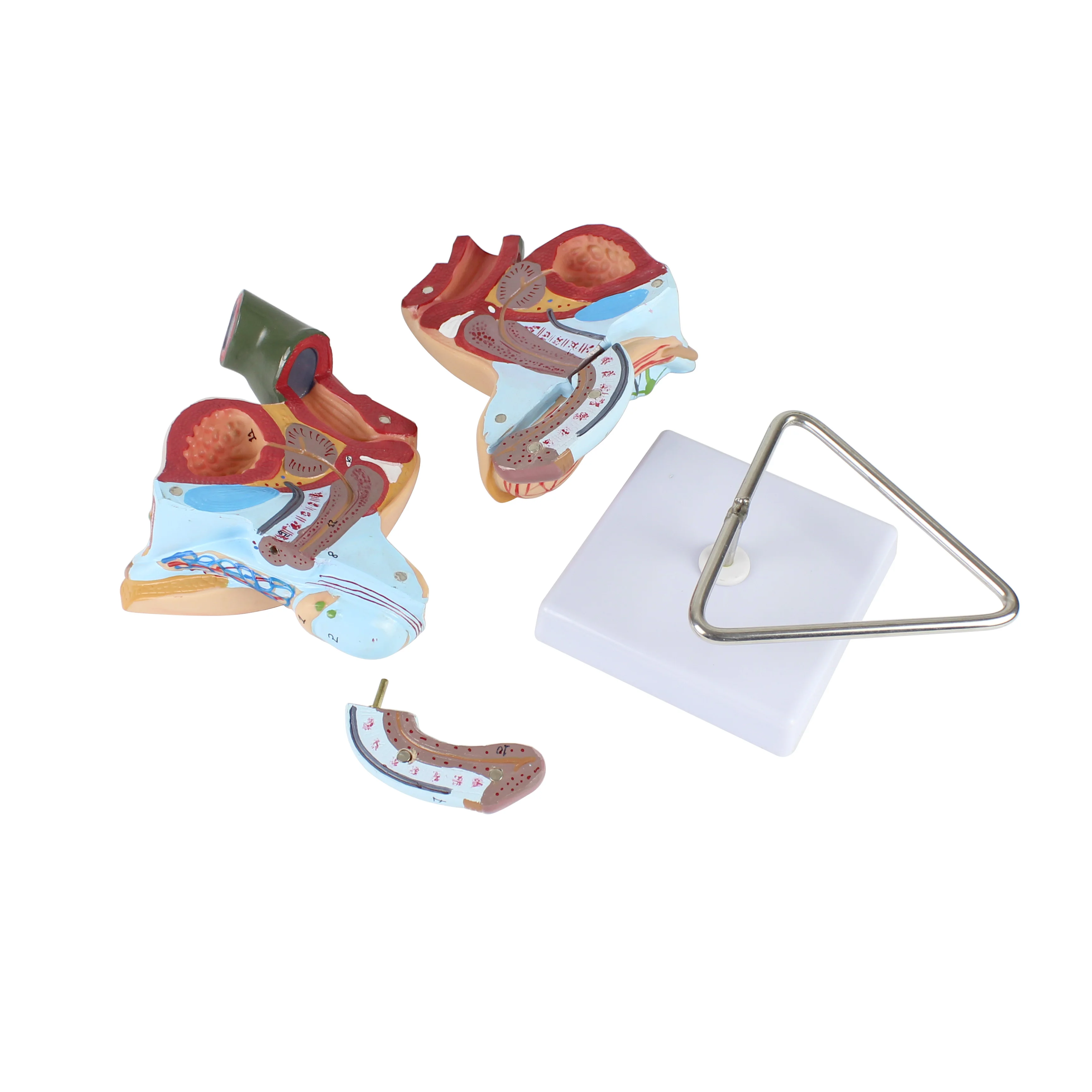 Male Genital Anatomy Model Bladder Slice Testis Model,Internal And ...