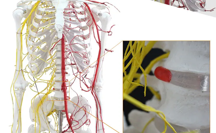 Human Neurovascular Skeletal Model FRT001A Medical Teaching Human Whole ...