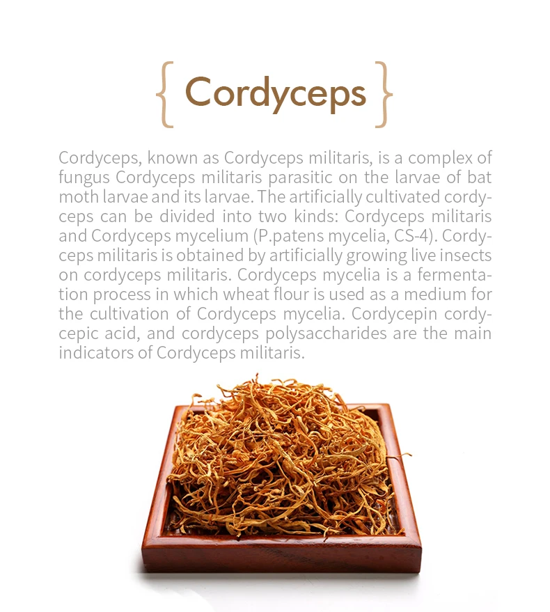 Health Supplement Cordyceps Sinensis Cordyceps Sinensis Militaris ...