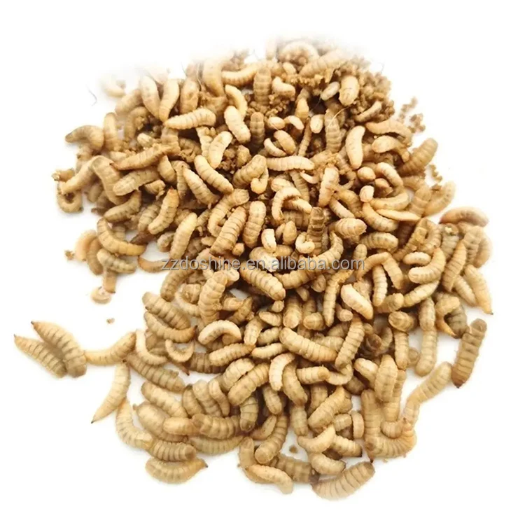 Larvae Powder Production Line - Efficient & Multifunctional