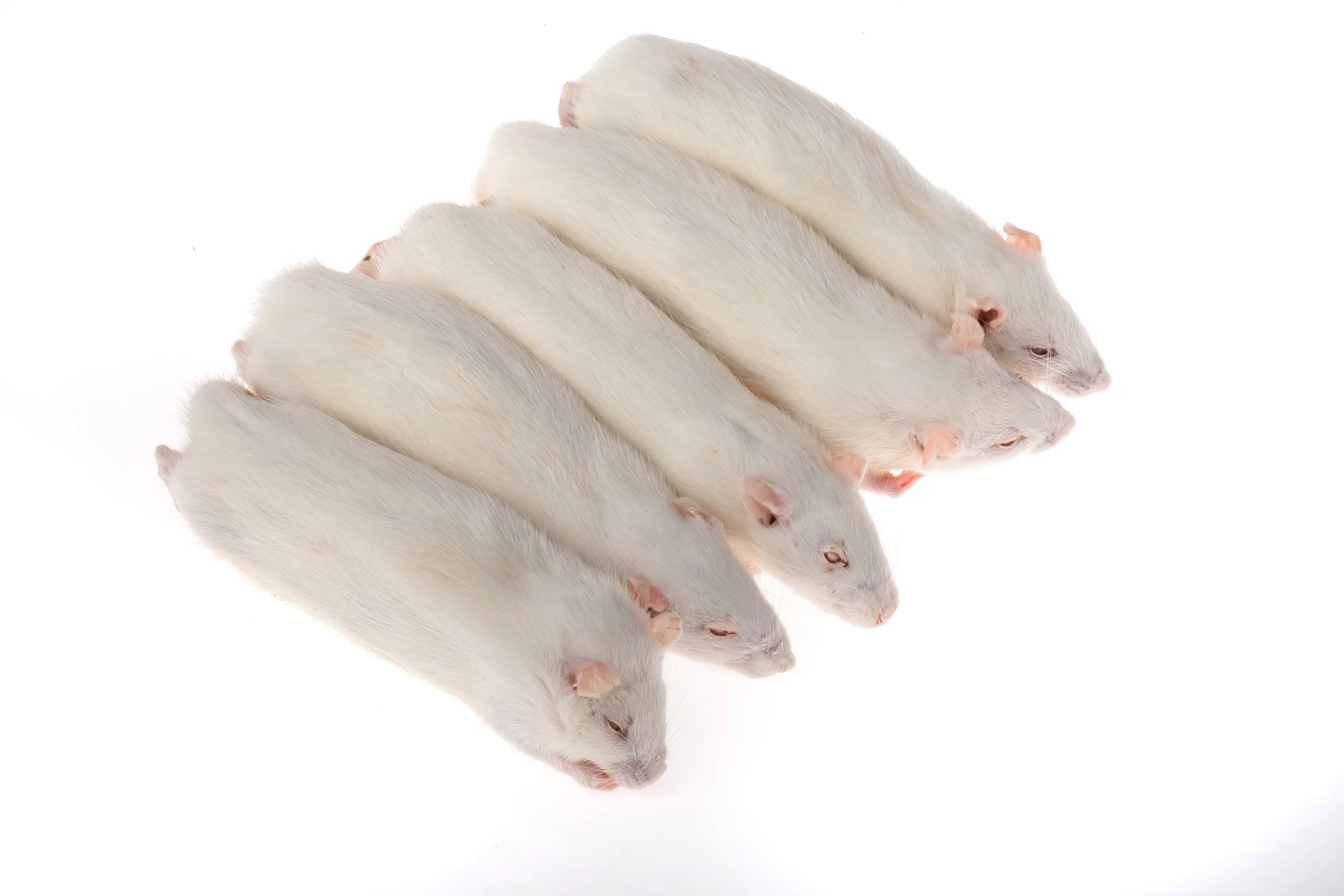 Pinky Mice for Pet Snakes, Lizards, Frogs, Turtles, Crocodiles, Foxes ...