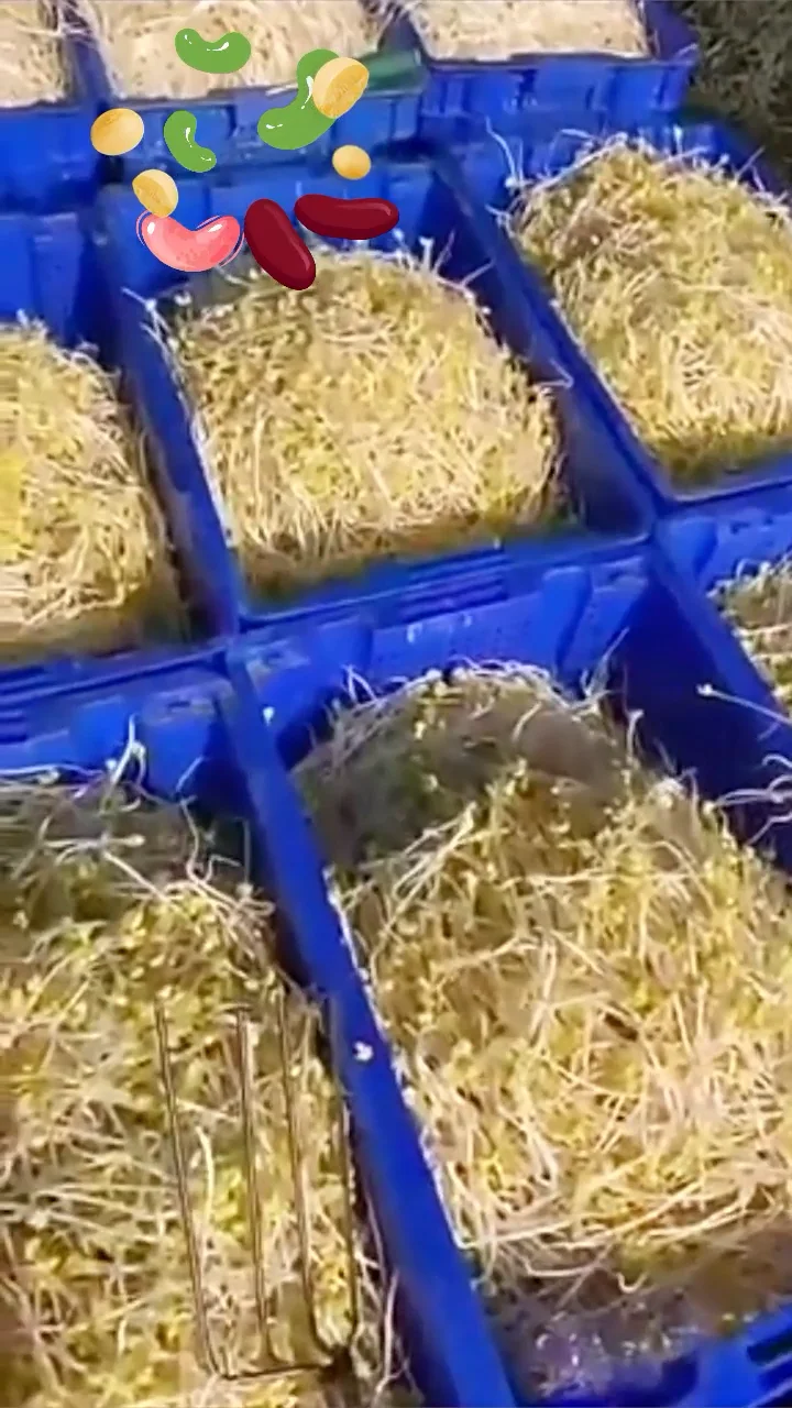 Soilless Cultivation Indoor Bean Sprouting System Mung Bean Sprout ...