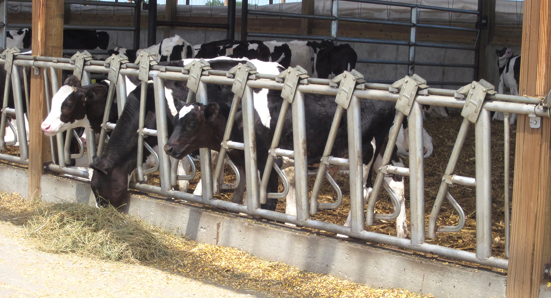Modern Design Steel Structure Cow Cattle Dairy Milking Farm Shed ...